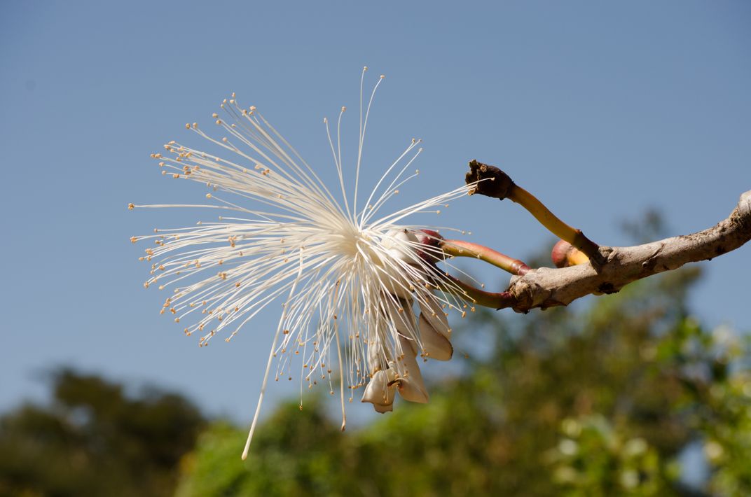 Flower in the air | Smithsonian Photo Contest | Smithsonian Magazine