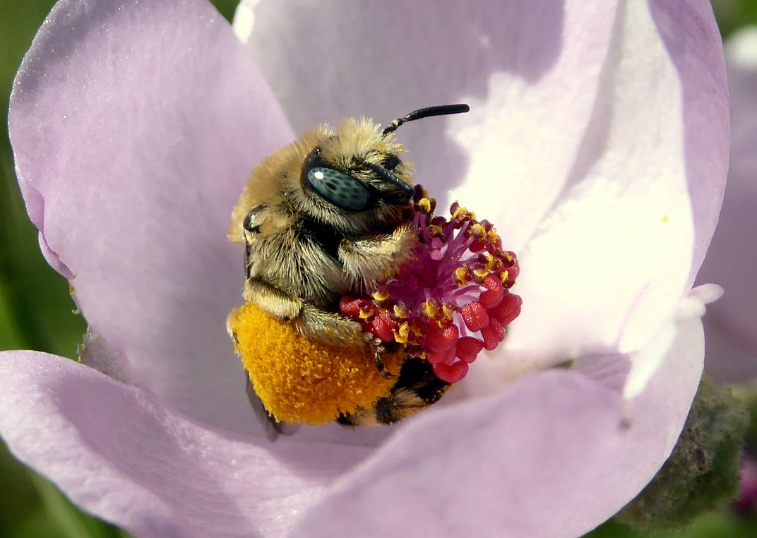 A Chimney Bee collecting pollen | Smithsonian Photo Contest ...