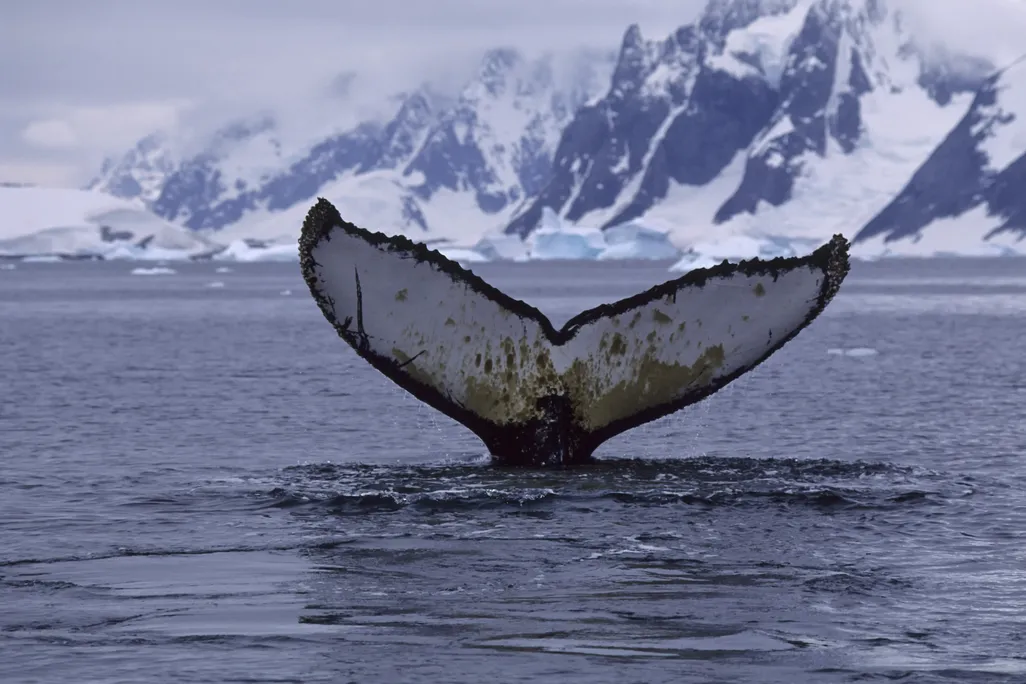 humpback whale migration