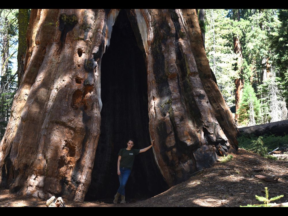 Inside a Sequoia | Smithsonian Photo Contest | Smithsonian Magazine