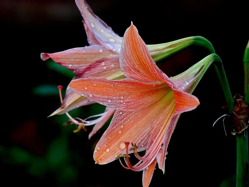 Trumpet flowers | Smithsonian Photo Contest | Smithsonian Magazine