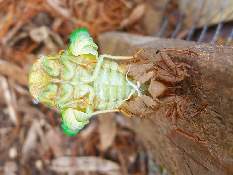 Cicada Shedding Its Skin | Smithsonian Photo Contest | Smithsonian Magazine
