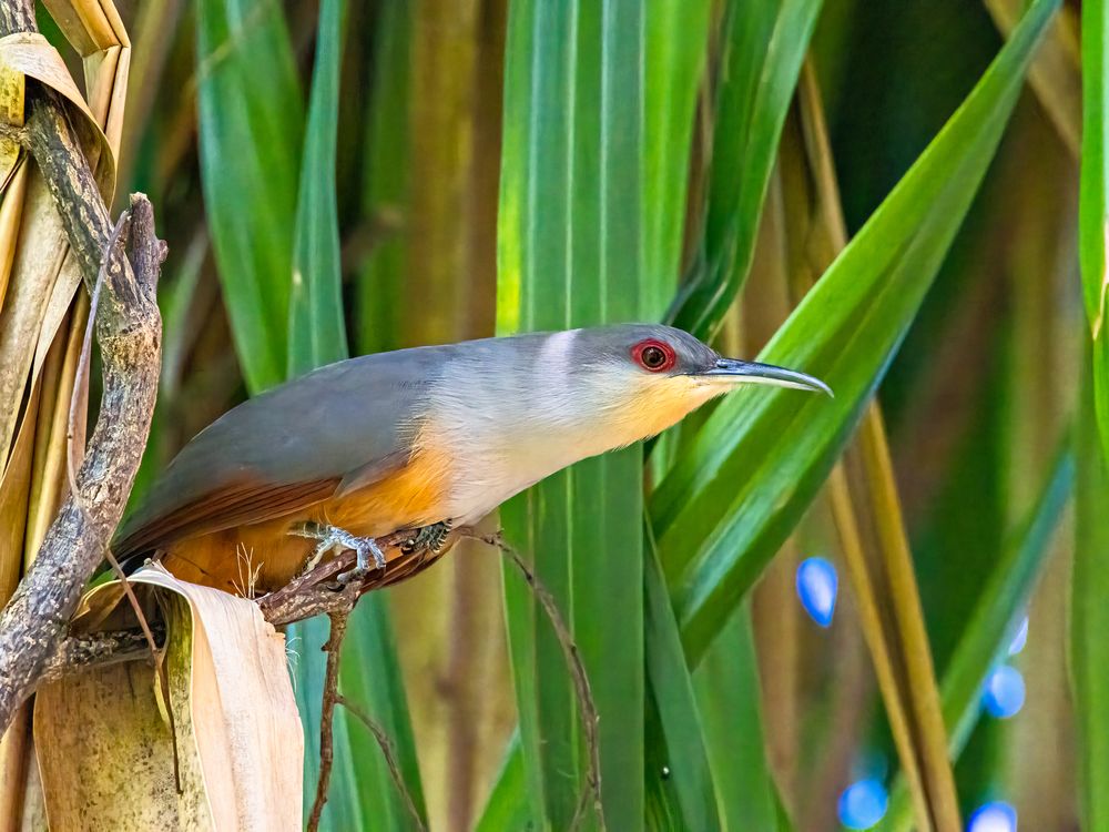 Mangrove Cuckoo | Smithsonian Photo Contest | Smithsonian Magazine