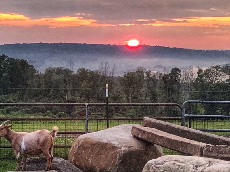 Goats playing at sunset | Smithsonian Photo Contest | Smithsonian Magazine