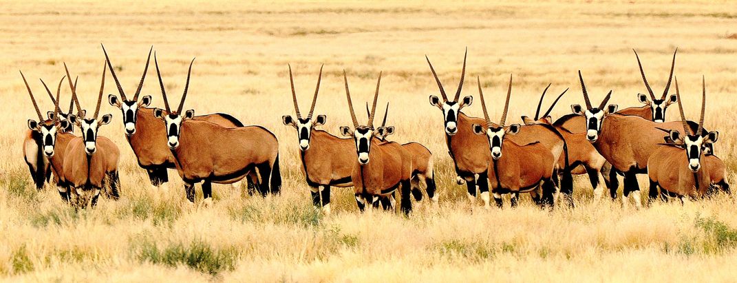 Antelope look at me as I take their photograph in Namibia | Smithsonian ...
