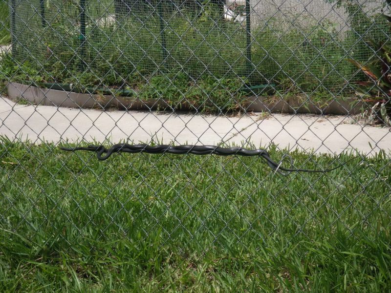 Intwined with Love, these snakes were busy on the fence for a good 15 ...