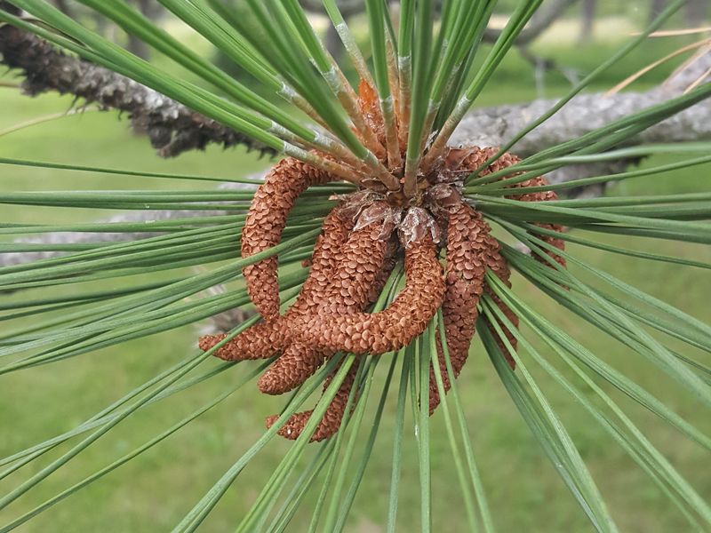 One of the many varieties of Pine trees | Smithsonian Photo Contest ...