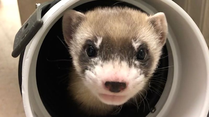 First Cloned Human Baby