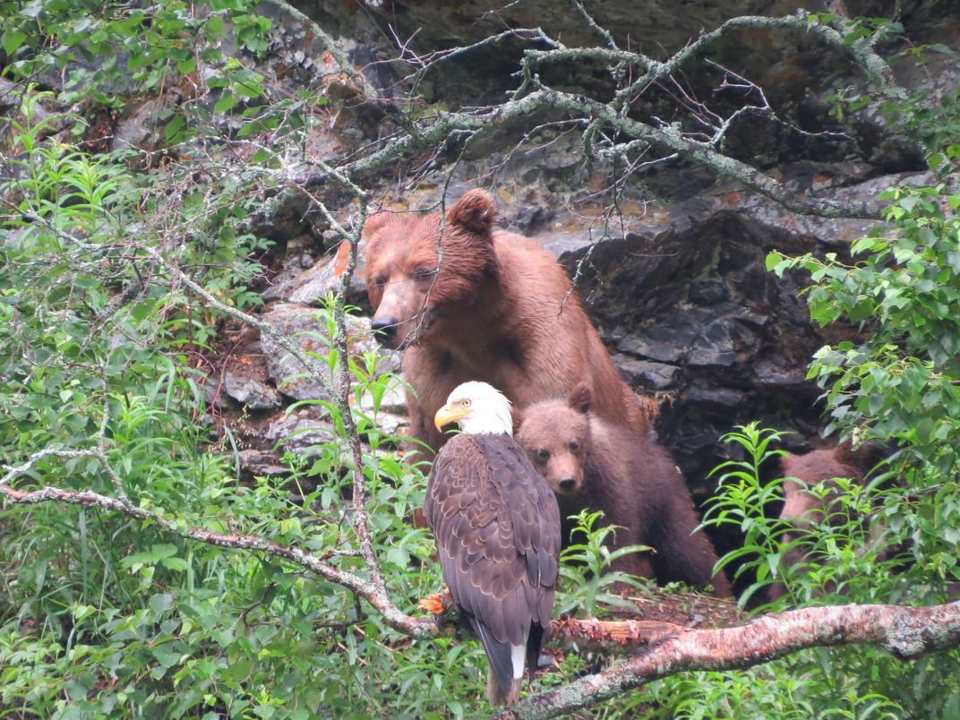 Mama bear and eagle sighting together in Redoubt Bay, Alaska ...