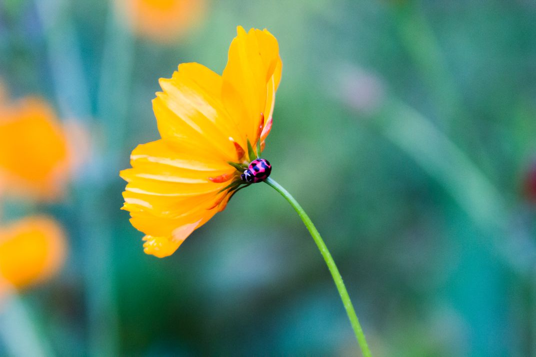 Ladybug hiding behind flower | Smithsonian Photo Contest | Smithsonian ...