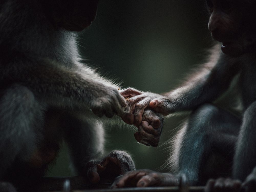 Primate Feeling | Smithsonian Photo Contest | Smithsonian Magazine