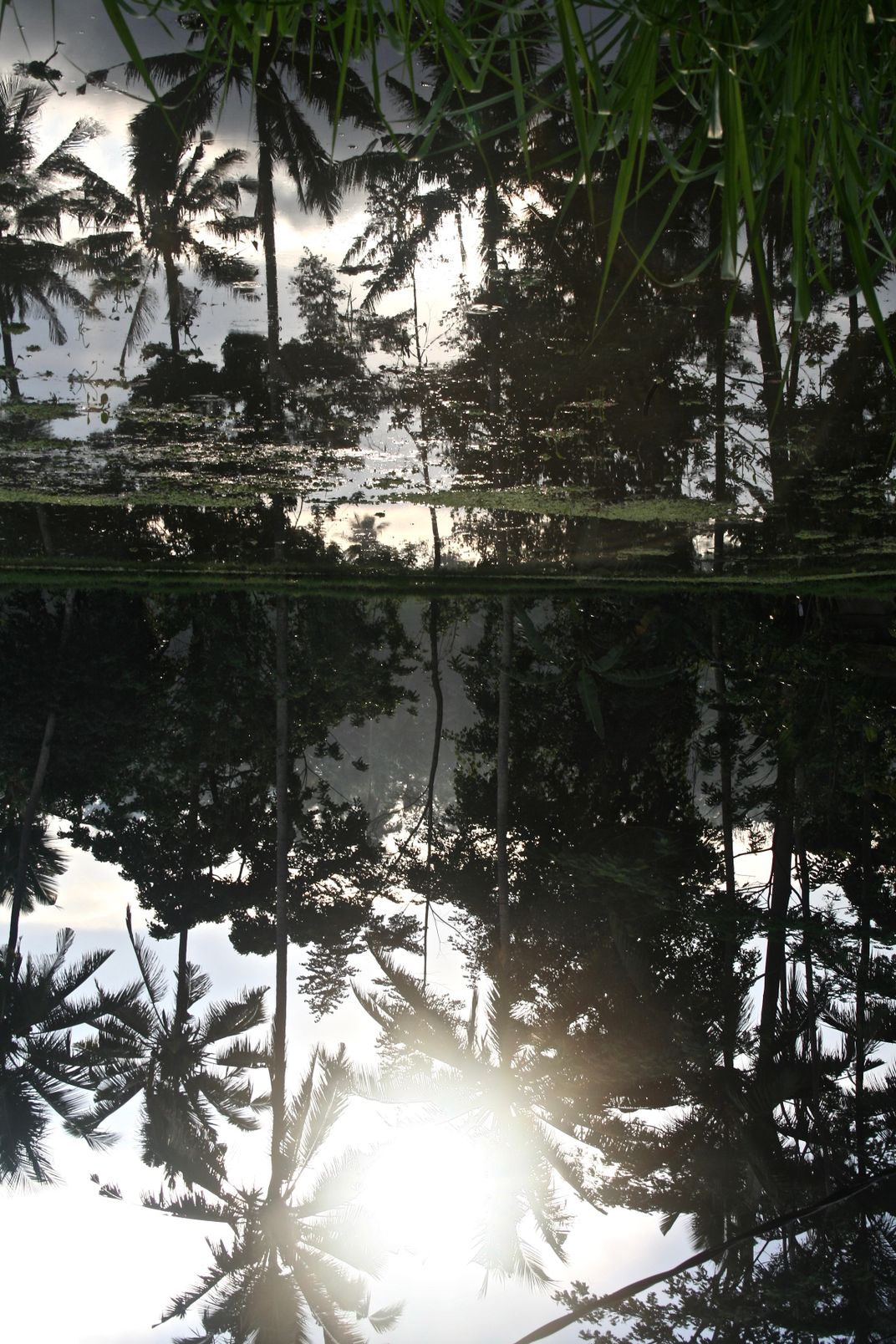 Sunrise at the rice fields | Smithsonian Photo Contest | Smithsonian ...
