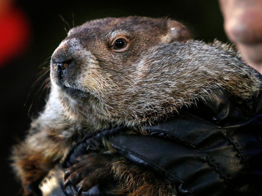 A Short History of Groundhog Day