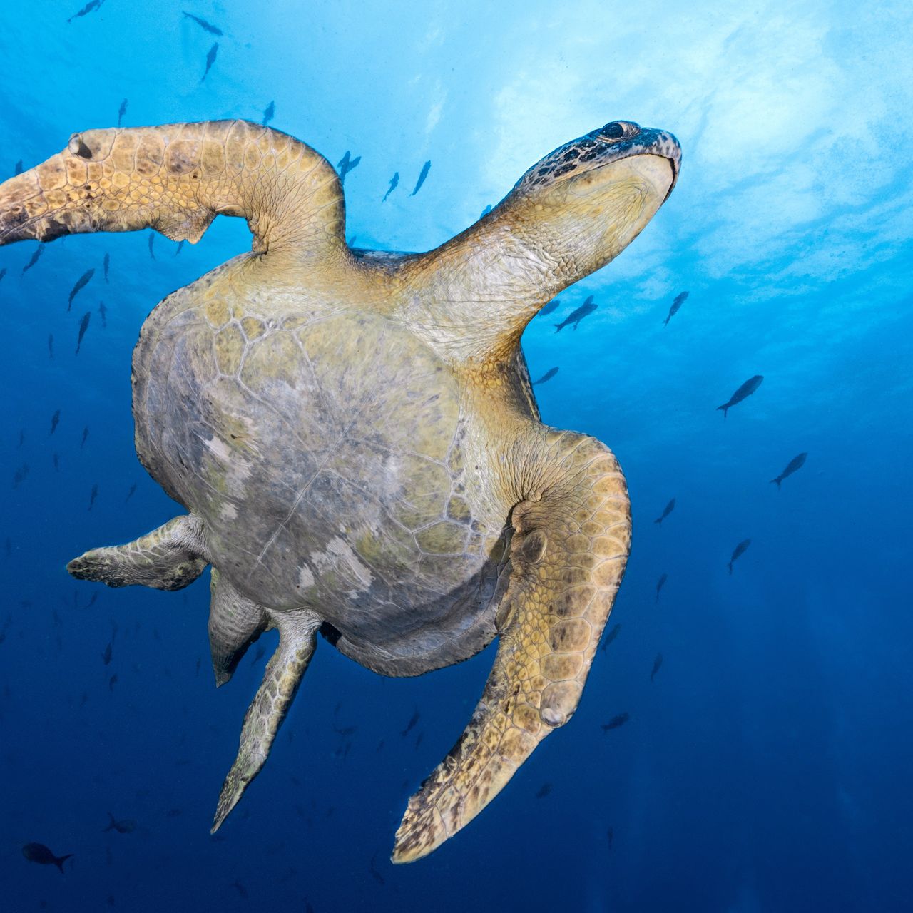 Great Sea Turtle