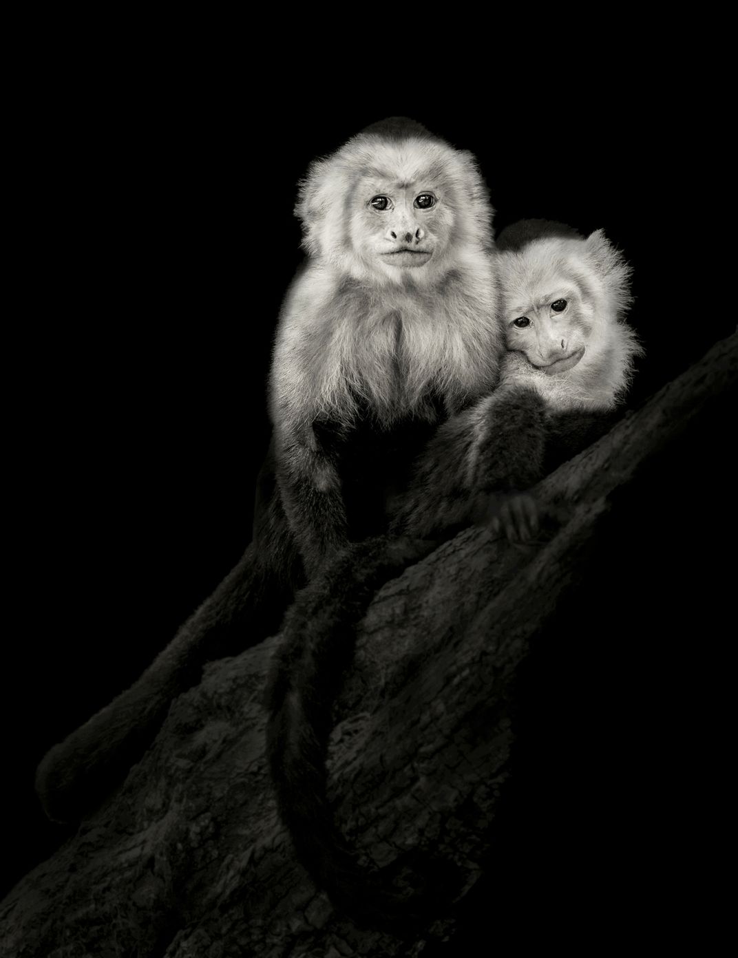 Portrait of Capuchin Monkeys | Smithsonian Photo Contest | Smithsonian ...