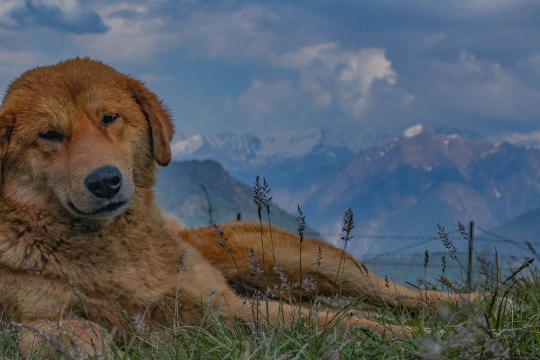 Guardian of the Himalaya | Smithsonian Photo Contest | Smithsonian Magazine