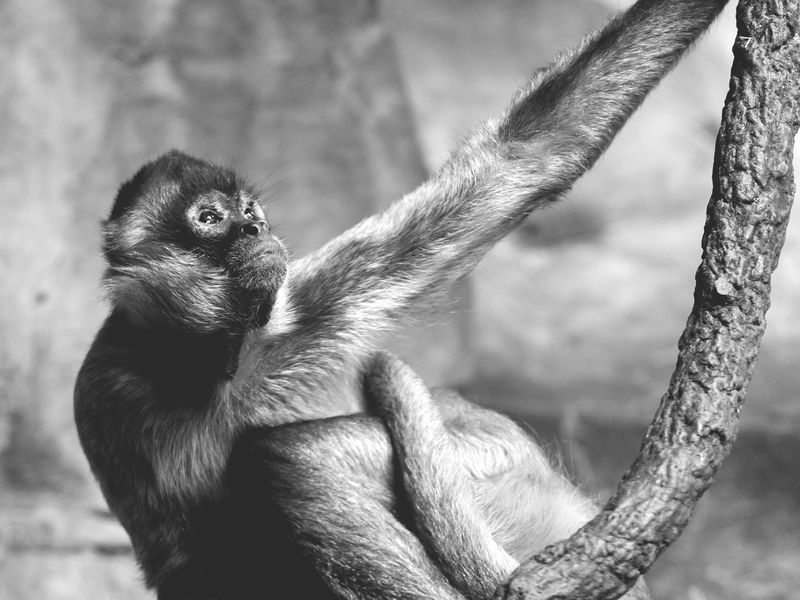 Monkey Emotions | Smithsonian Photo Contest | Smithsonian Magazine