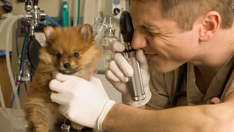 Veterinary Animals