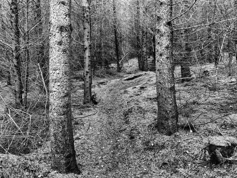 Pine Needles Forest Path | Smithsonian Photo Contest | Smithsonian Magazine