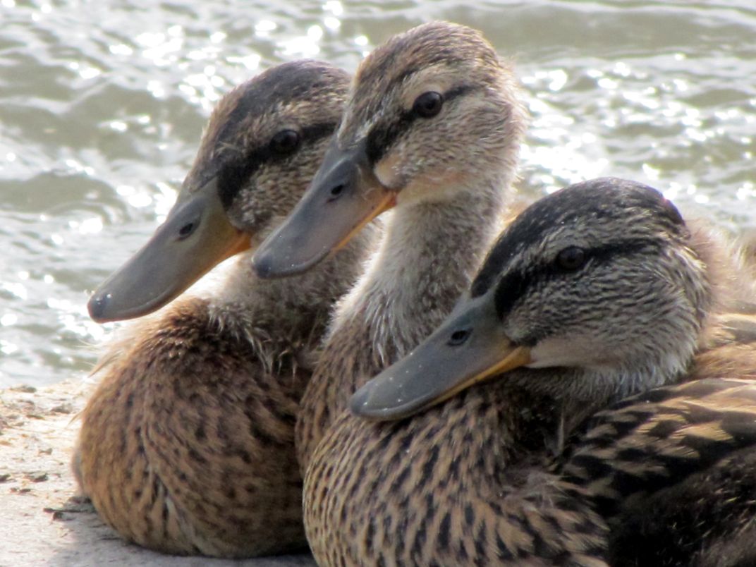 Chillin Duck Family | Smithsonian Photo Contest | Smithsonian Magazine