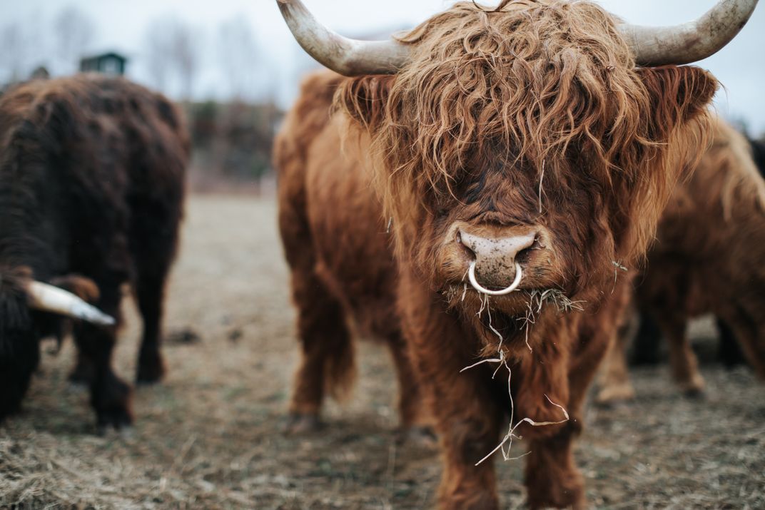 Samson the highland bull in Northern Labrador | Smithsonian Photo ...