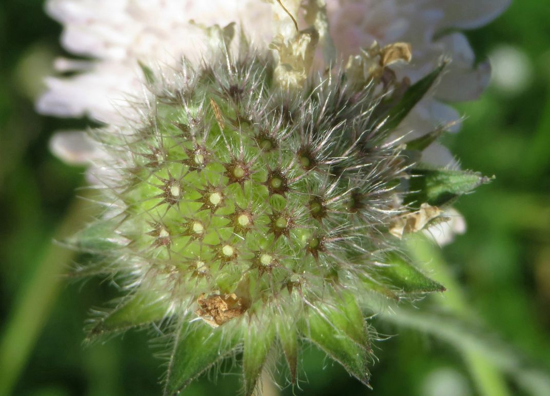 Fuzzy stars in a bud on a meadow | Smithsonian Photo Contest ...