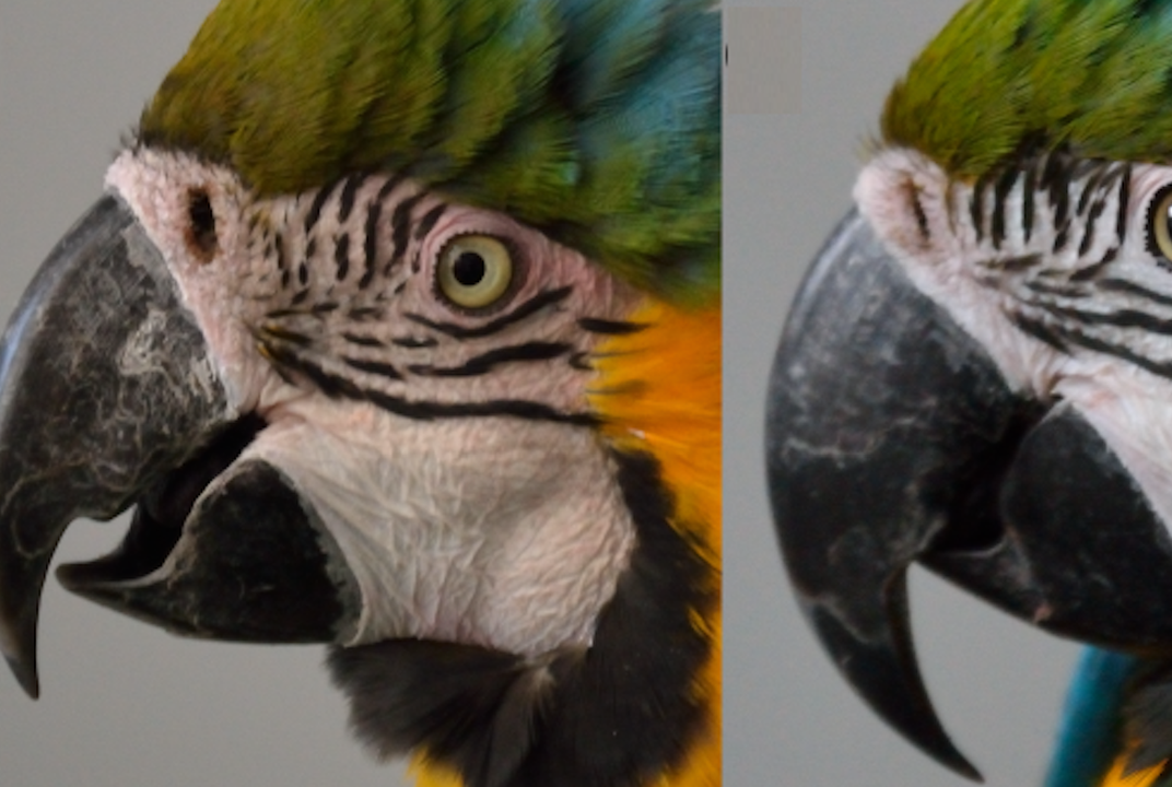 expression birds