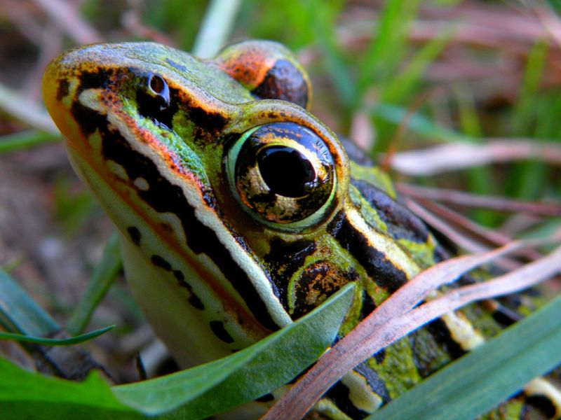 Frog in grass. | Smithsonian Photo Contest | Smithsonian Magazine