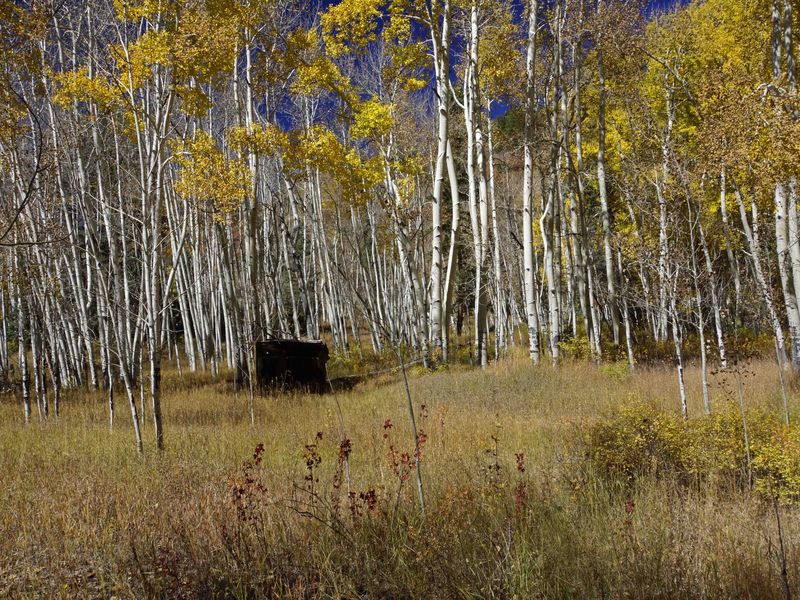 West Section, Carson National Forest, New Mexico, #7 | Smithsonian ...