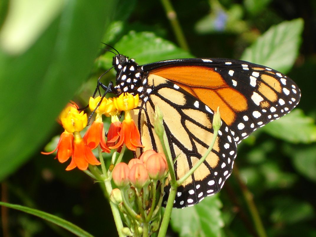 Butterfly | Smithsonian Photo Contest | Smithsonian Magazine