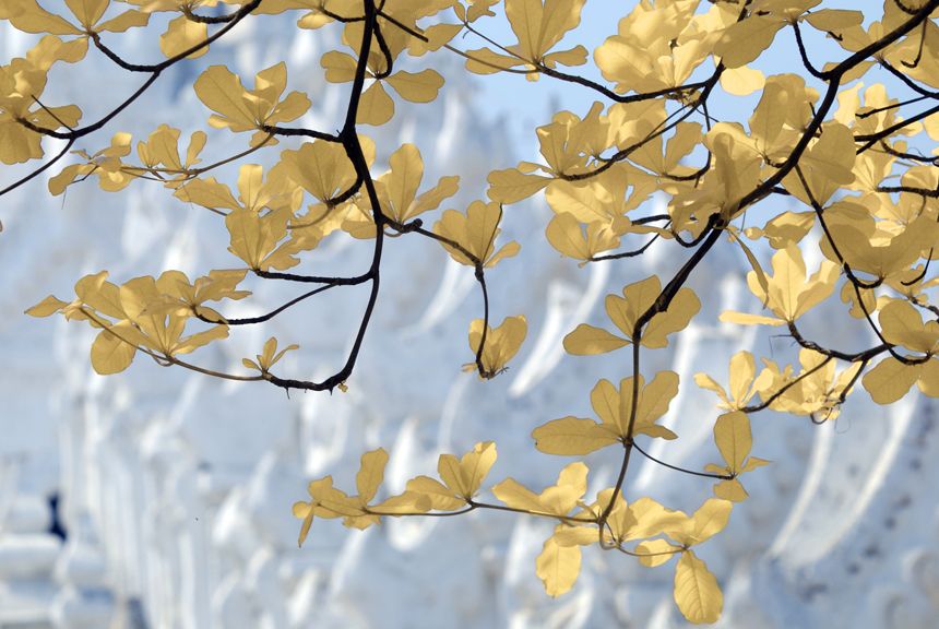 Yellow Leaves, I want to capture the different one as ordinary photo so ...