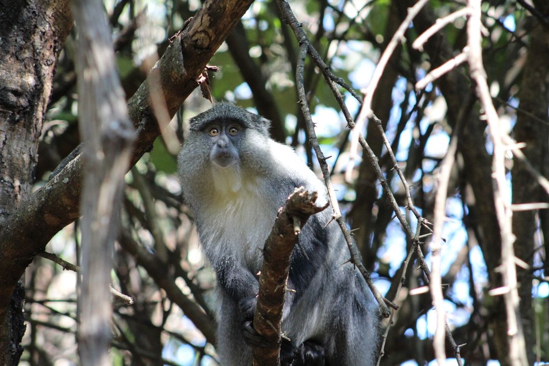Samango monkey in a tree | Smithsonian Photo Contest | Smithsonian Magazine