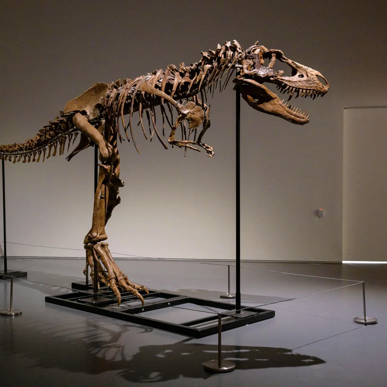 Gorgosaurus Fossil