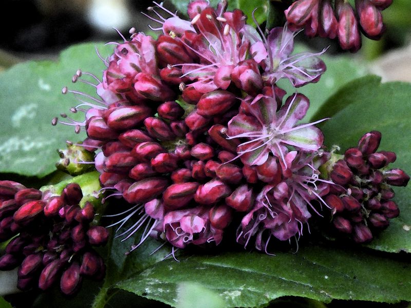 Red Buckwheat | Smithsonian Photo Contest | Smithsonian Magazine
