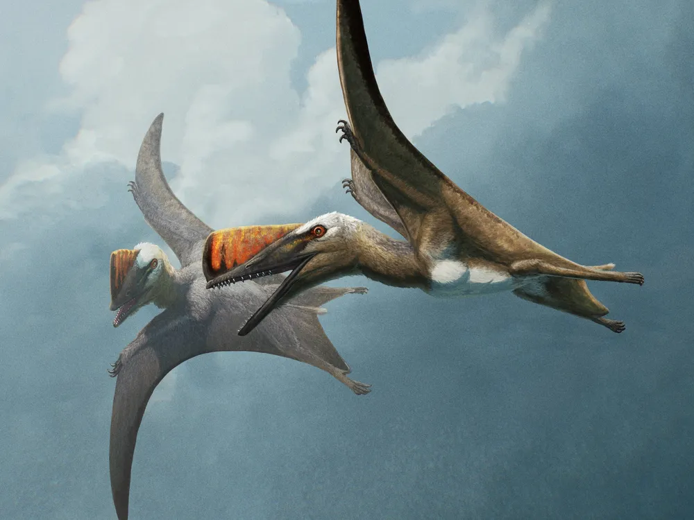 Paleontologists Discover a New Pterosaur, Filling a Key Gap on the ...