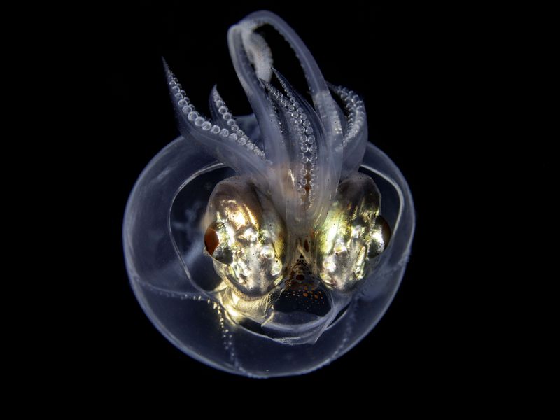 Glass Squid | Smithsonian Photo Contest | Smithsonian Magazine