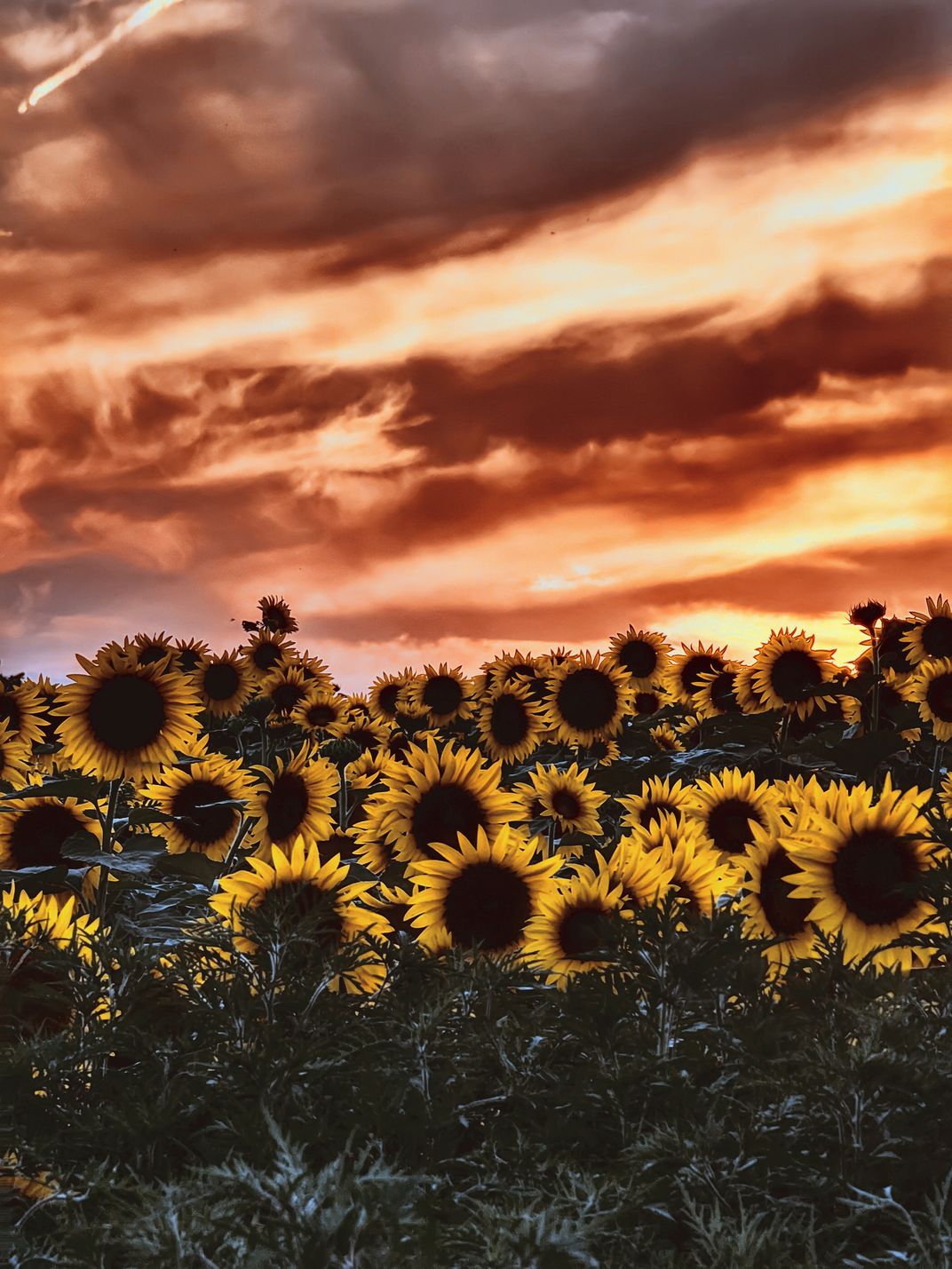 Dramatic sunflower sunset | Smithsonian Photo Contest | Smithsonian ...