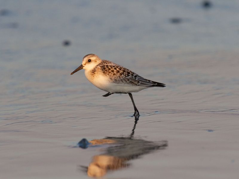 A sandpiper on a beach | Smithsonian Photo Contest | Smithsonian Magazine