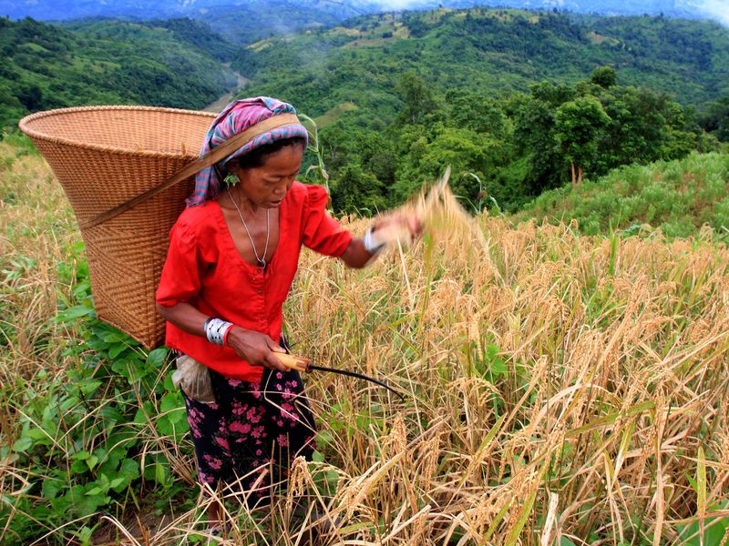 Indigenous Mro Women Collection there harvest Jhum hill tract Bandarban ...