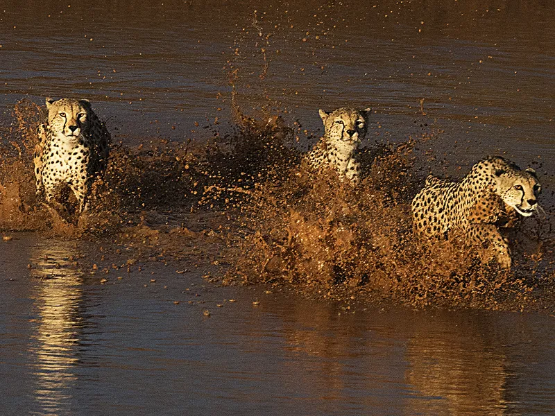 Cheetahs Swimming in Samburu Nat'l Park, Kenya | Smithsonian Photo ...