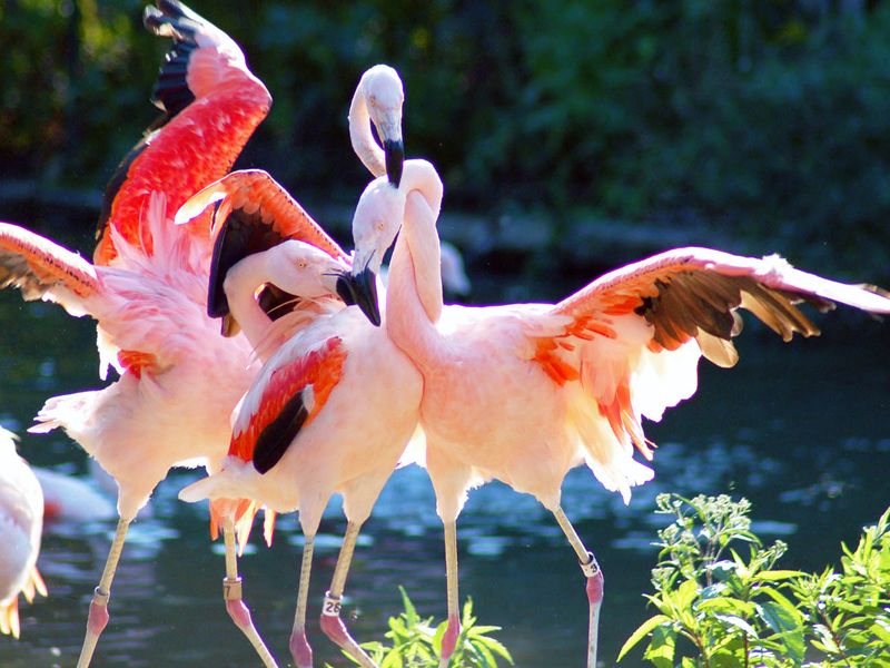 Flamingo's at Chicago's Lincoln Park Zoo break into a fight on a late ...