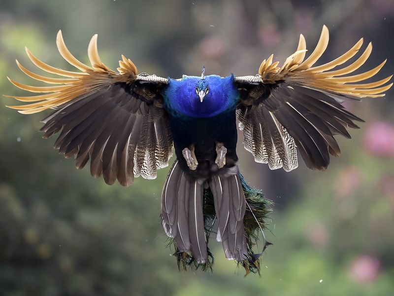flying peacock | Smithsonian Photo Contest | Smithsonian Magazine