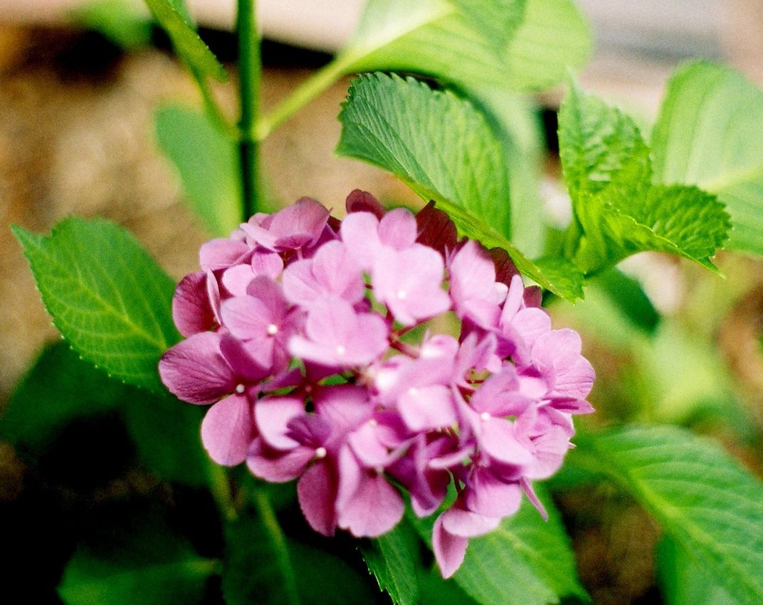 Opal | Smithsonian Photo Contest | Smithsonian Magazine