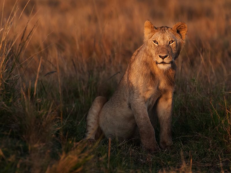 Lioness in sunset. | Smithsonian Photo Contest | Smithsonian Magazine