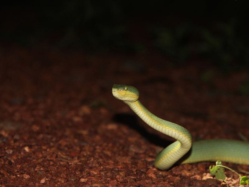 Beautiful Bamboo Pit Viper | Smithsonian Photo Contest | Smithsonian ...