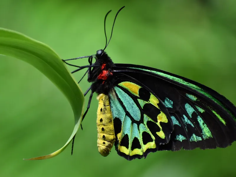 Richmond Birdwing Butterfly | Smithsonian Photo Contest | Smithsonian ...
