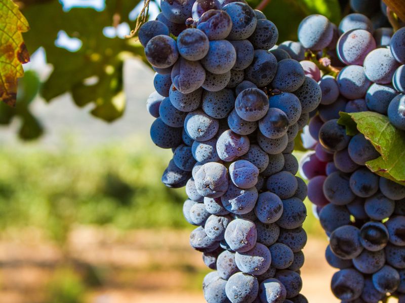 Cluster of Grapes in a Vineyard in Dolev, ISRAEL | Smithsonian Photo ...
