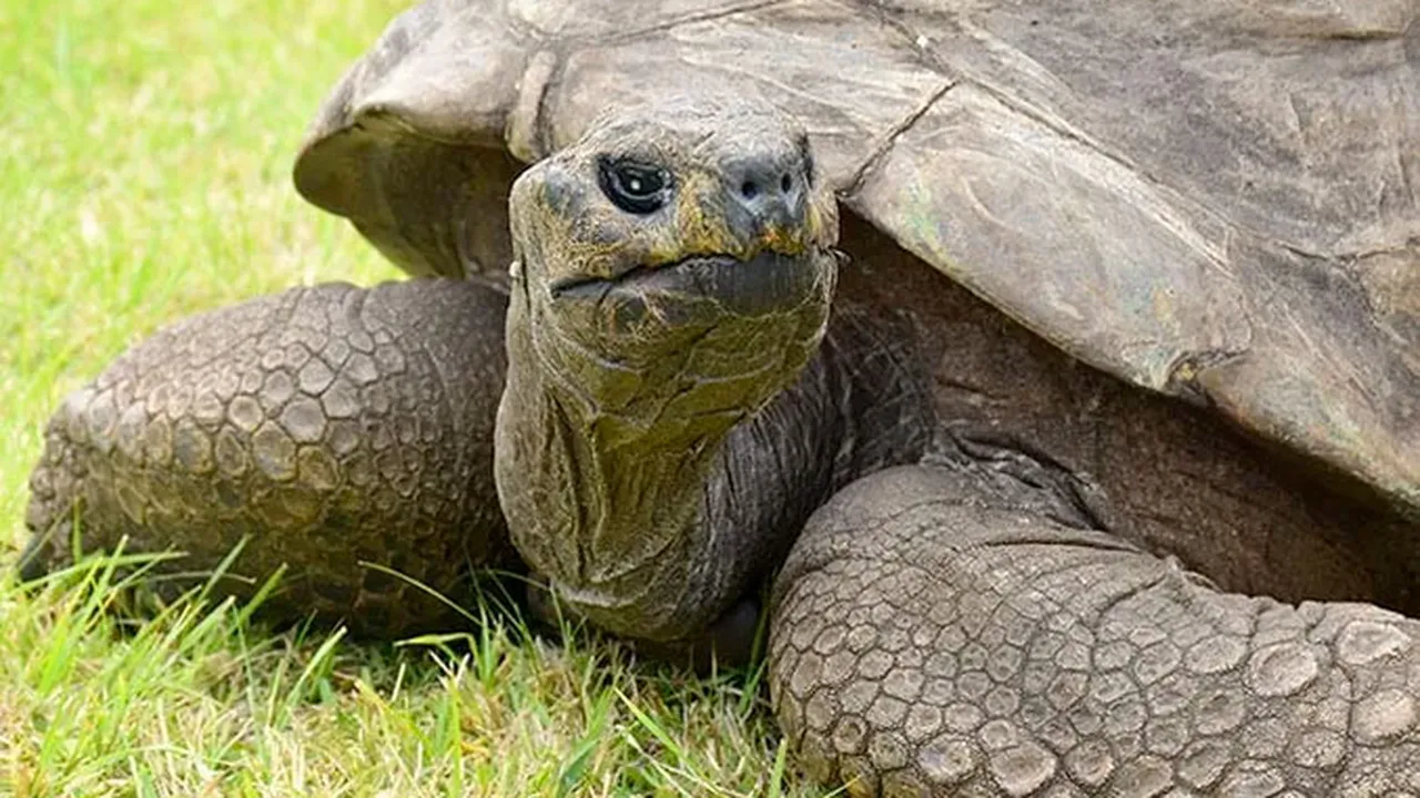 biggest tortoise ever