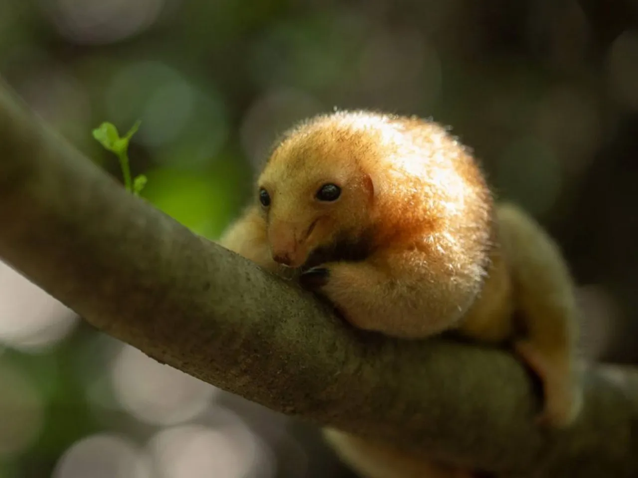 “Discover the Silky Anteater: Nature’s Fluffiest Master of Survival ...