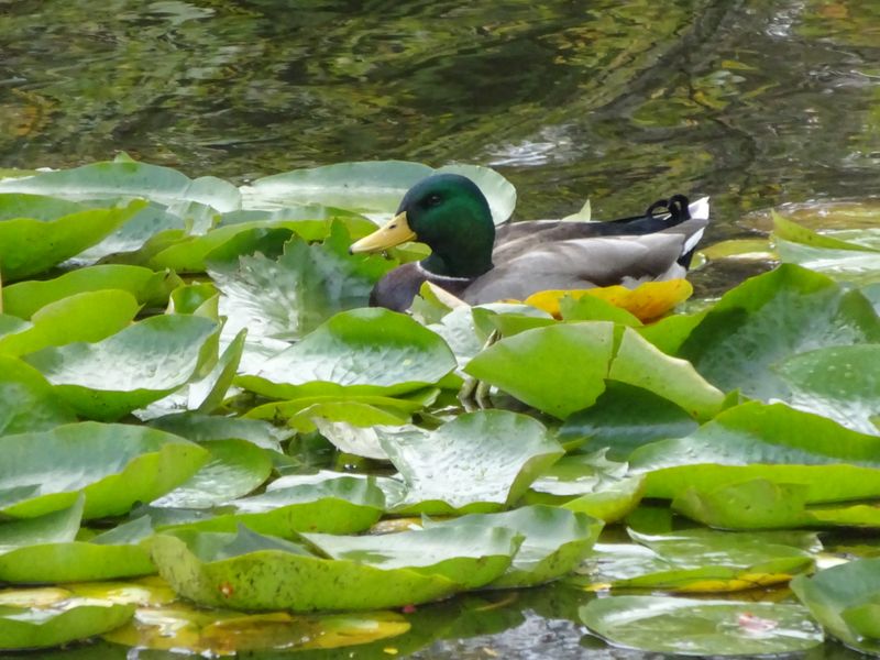 Duck in the leaves | Smithsonian Photo Contest | Smithsonian Magazine